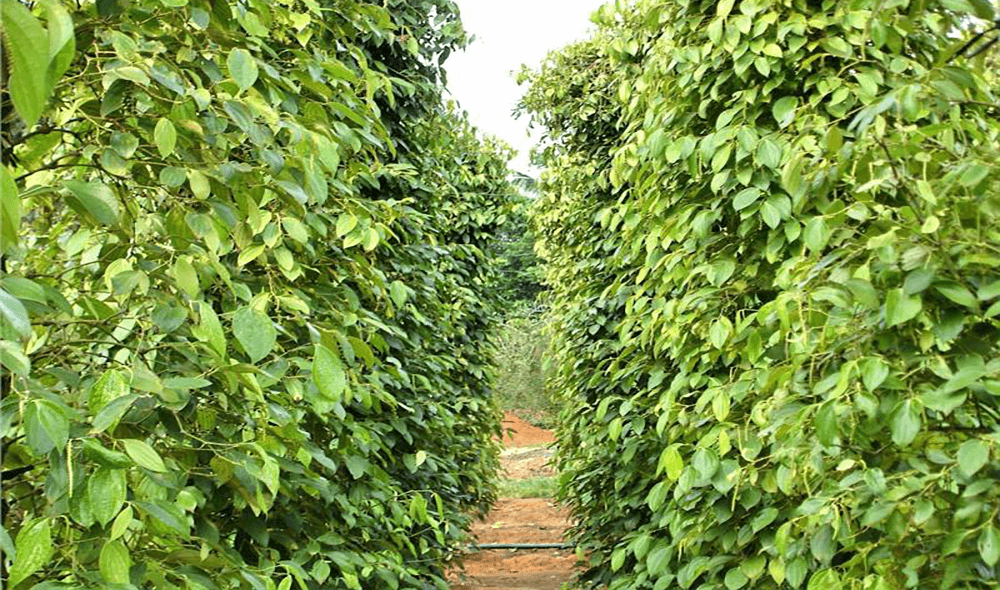 Black Pepper Continuous Dryer